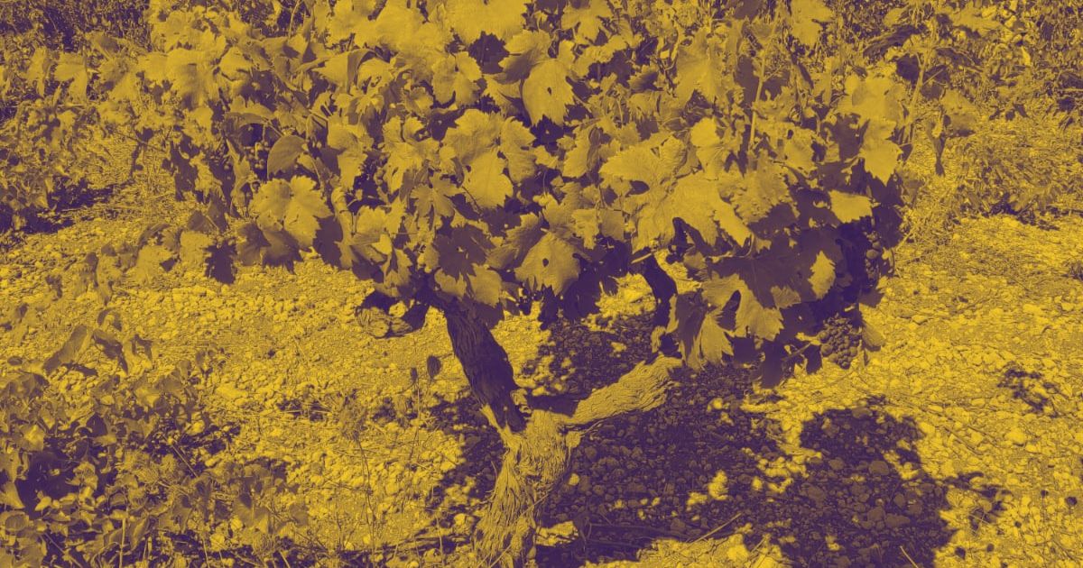 Le caratteristiche del Primitivo di Manduria - Cantine Lizzano